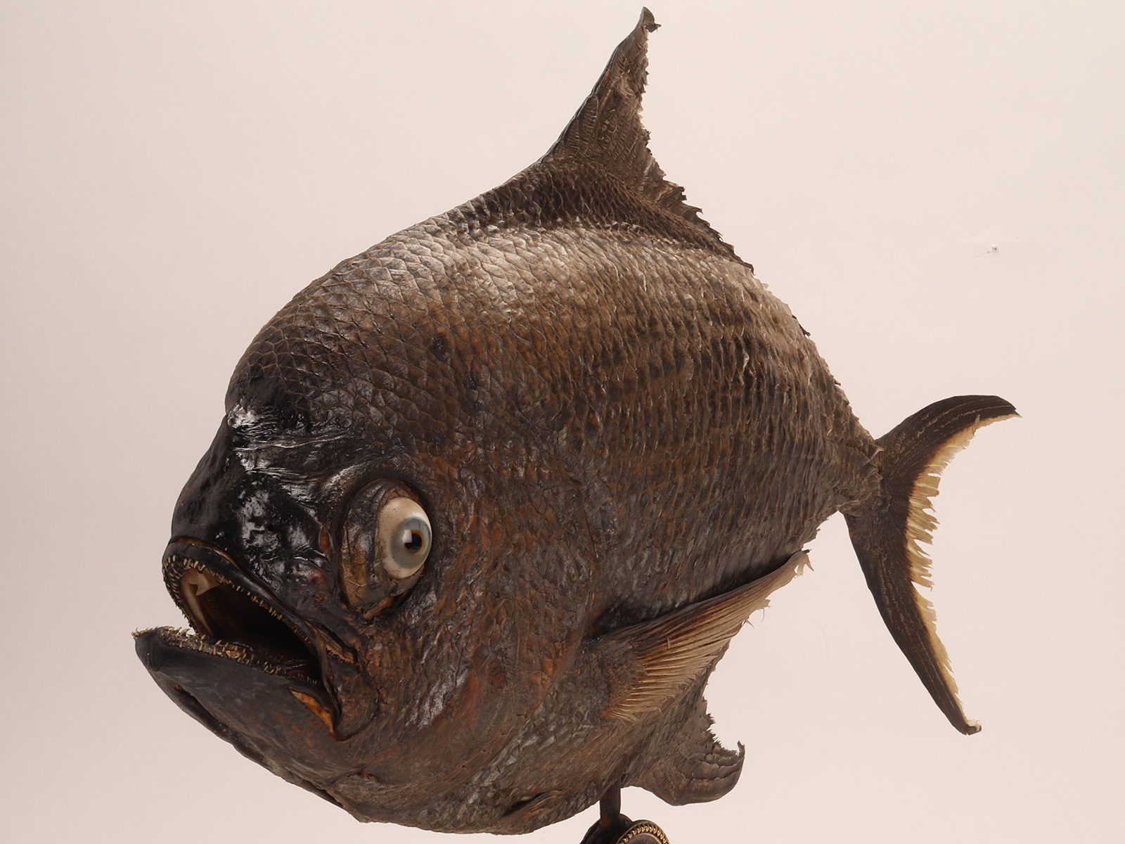 Sickle Pomfret Fish